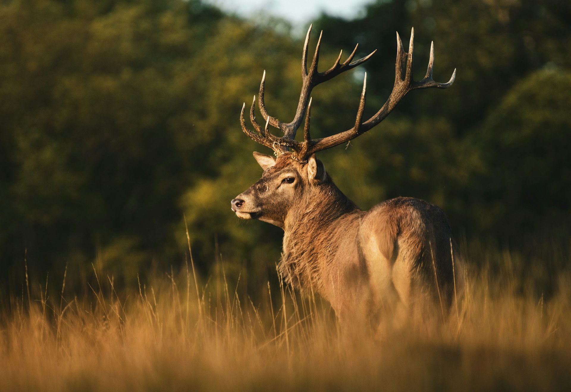 Wildlife Photography Workshop In Richmond Park London wildlife-photography-workshop-in-richmond-park-london
